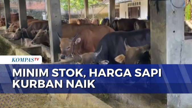 Jelang Iduladha, Harga Sapi Kurban di Bengkulu Tembus Rp19 Juta per ...