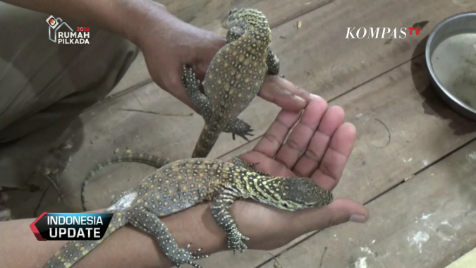11 Anak Komodo jadi Penghuni Baru di Kebun Binatang Surabaya